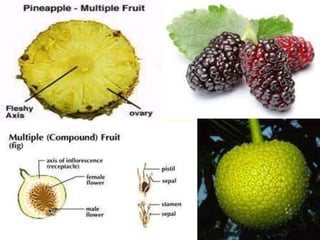 Multiple Fruit