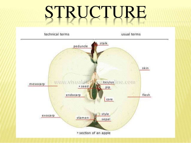 Fruits: Parts and Classification