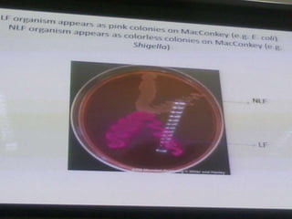 16. enterobacteriaceae | PPTX