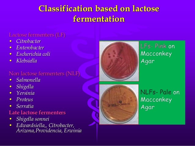 16. enterobacteriaceae