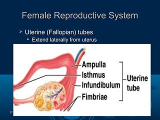 16. male and female reproductive system copy | PPT