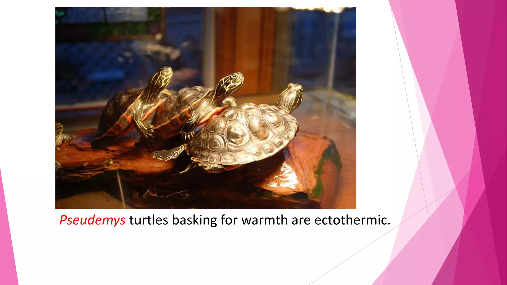 Temperature regulation in ectotherms | PPTX