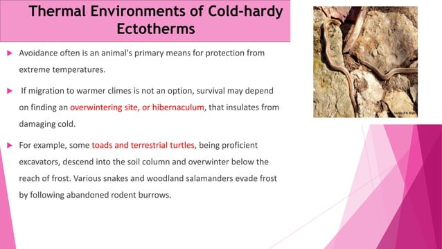 Temperature regulation in ectotherms | PPT