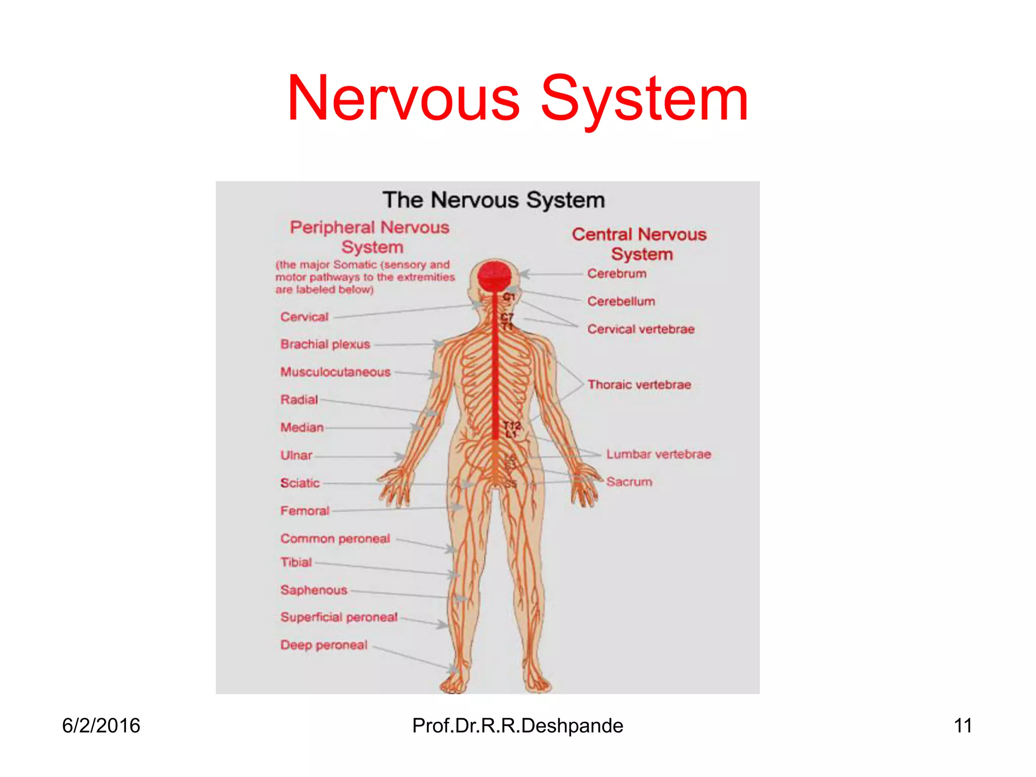 Nervous system part 1 | PDF