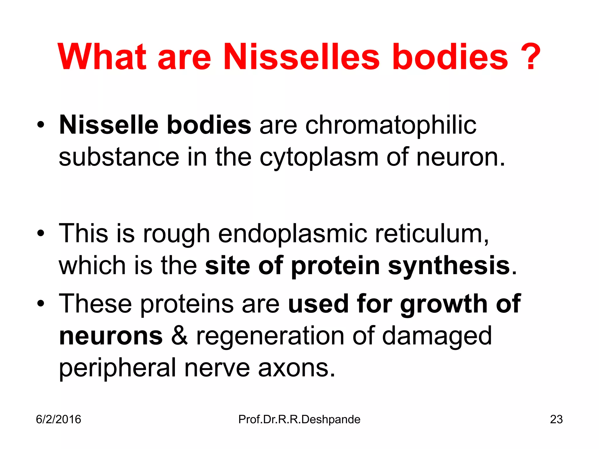 Nervous system part 1 | PDF