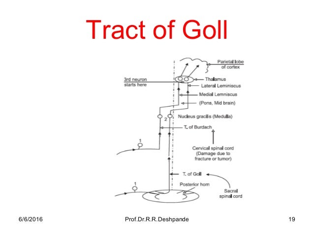 Nervous system part 2