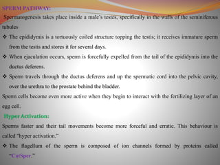 A REVIEW ON MALE INFERTILITY | PPT