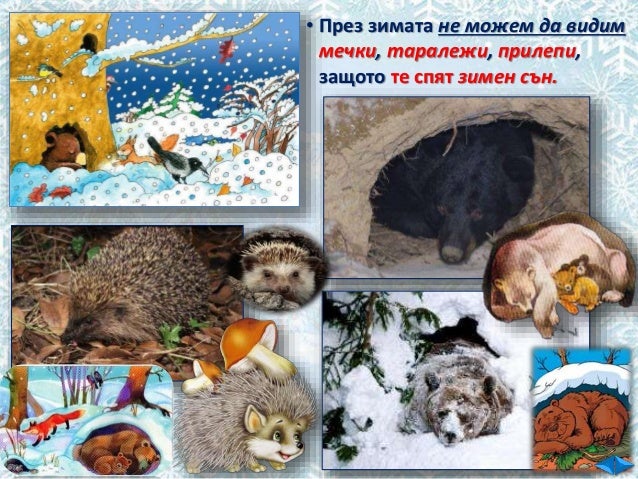 16 Зима ОС Анубис В П