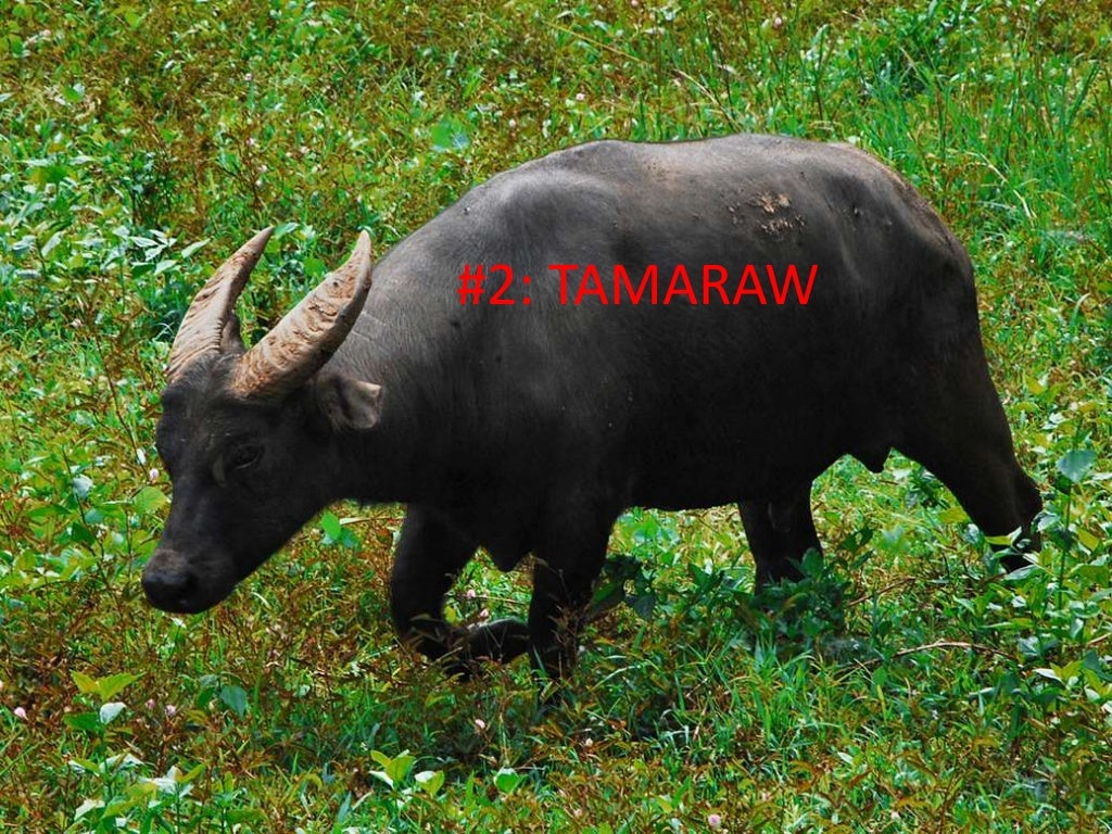 Top 10 Endangered Animals In The Philippines top-10-endangered-animals-in-the-philippines