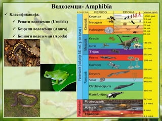 16. Vodozemci tetrapodni kicmenjaci | PPTX