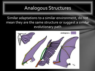 Comparative Anatomy Notes | PPTX
