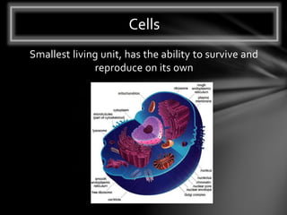 Comparative Anatomy Notes | PPTX