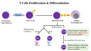 L-arginine modulates T cell metabolism and enhances survival and anti ...