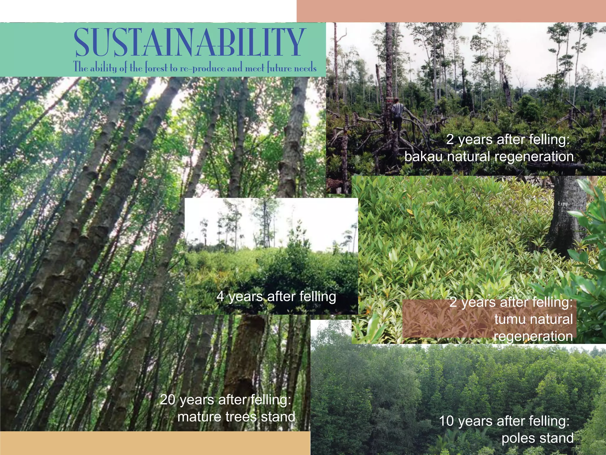 Sustainable mangrove management for multi-use | PDF