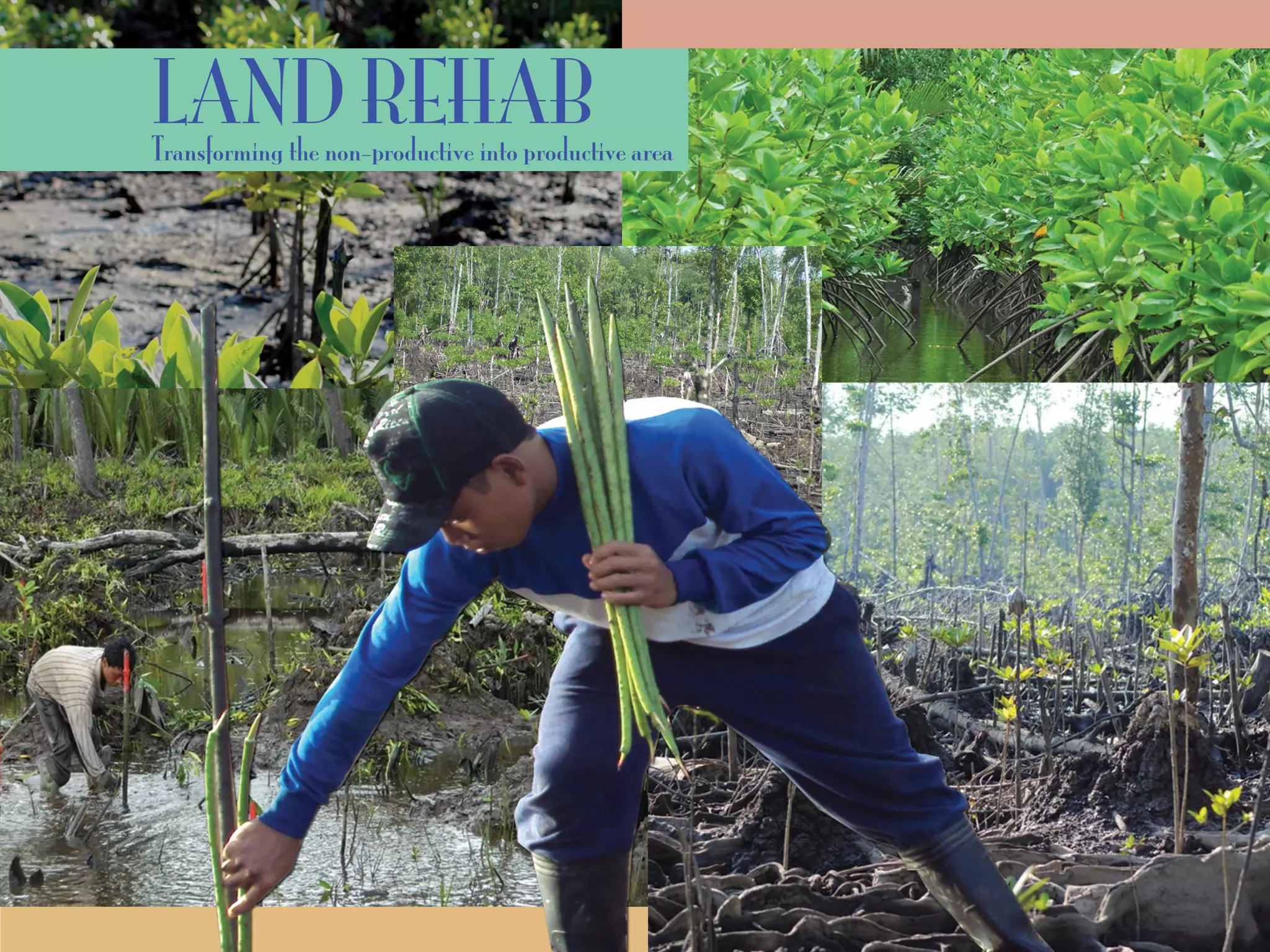 Sustainable mangrove management for multi-use | PDF