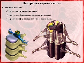 16. Centralni nervni sistem centralna sinapsa | PPTX