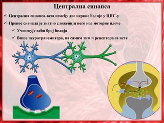 16. Centralni nervni sistem centralna sinapsa | PPTX