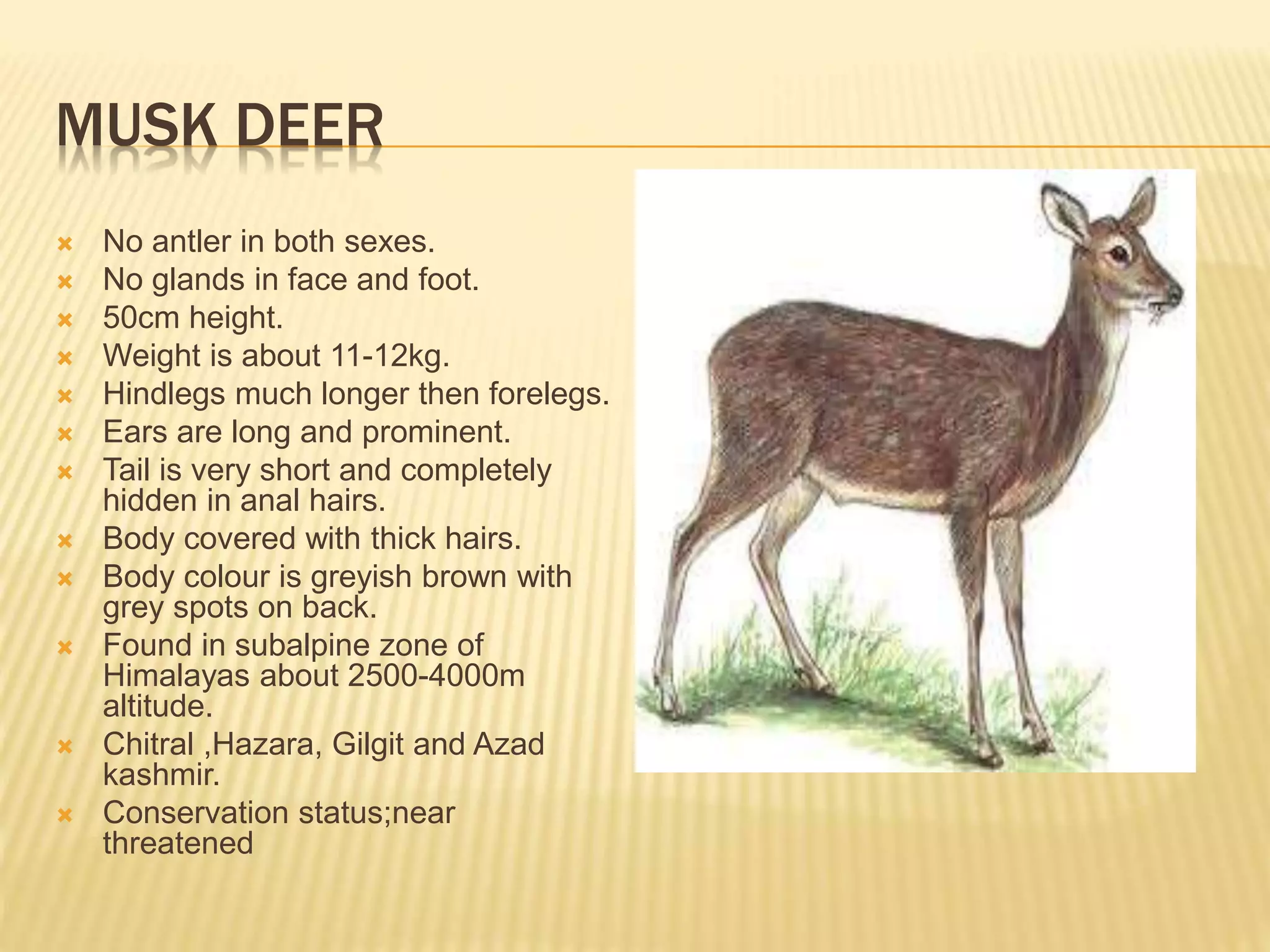 WILD ANIMALS OF PAKISTAN | PPTX