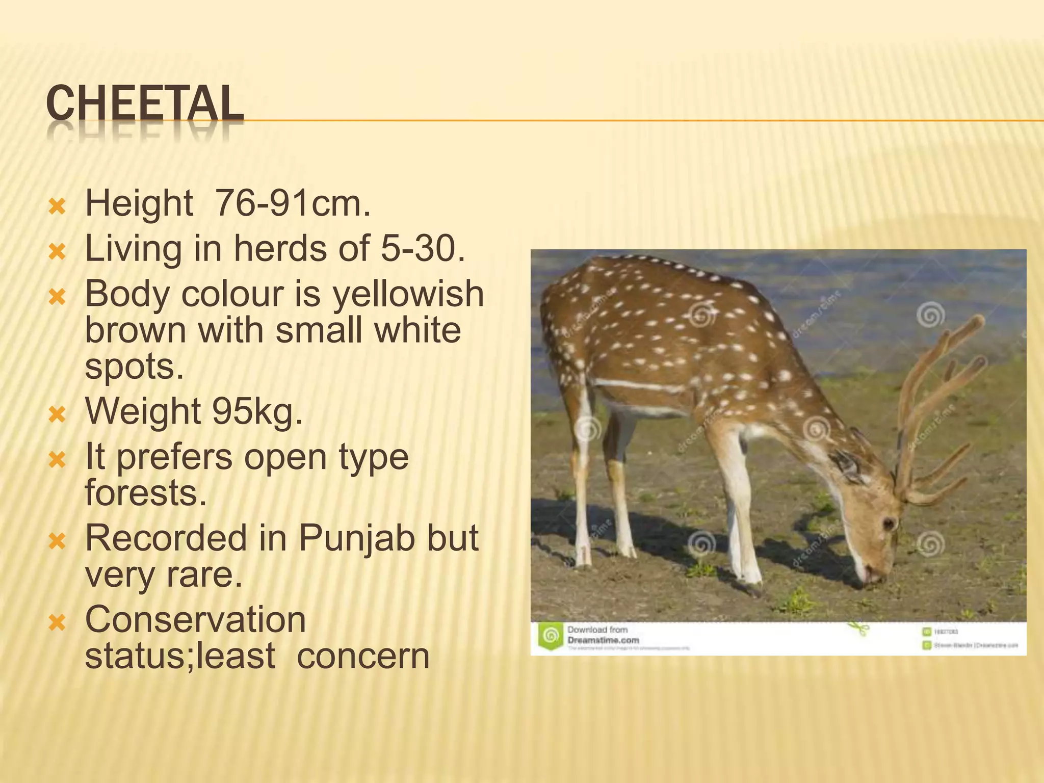 WILD ANIMALS OF PAKISTAN | PPTX
