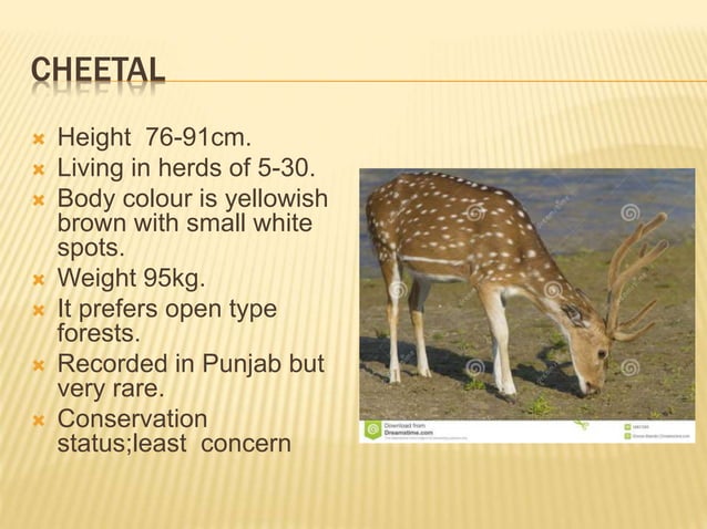 WILD ANIMALS OF PAKISTAN | PPT