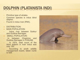 WILD ANIMALS OF PAKISTAN | PPTX