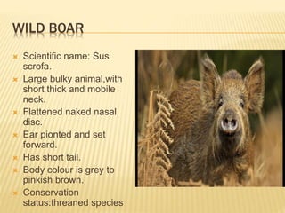 WILD ANIMALS OF PAKISTAN | PPTX