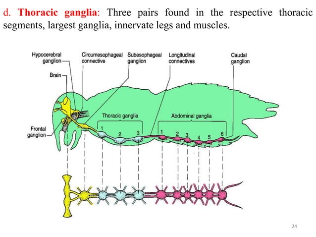 Nervous system | PPT
