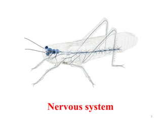 Grasshopper Nervous System