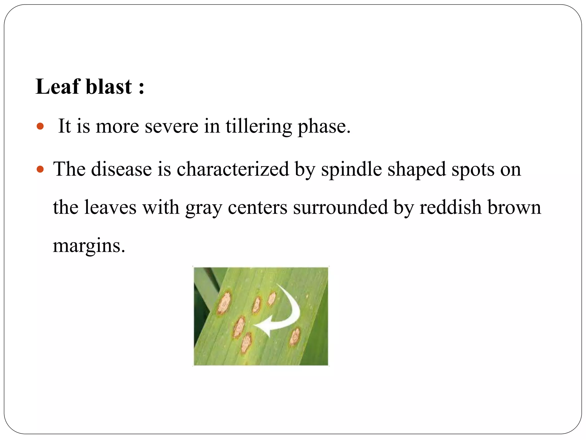 BLAST OF FINGER MILLET | PPTX