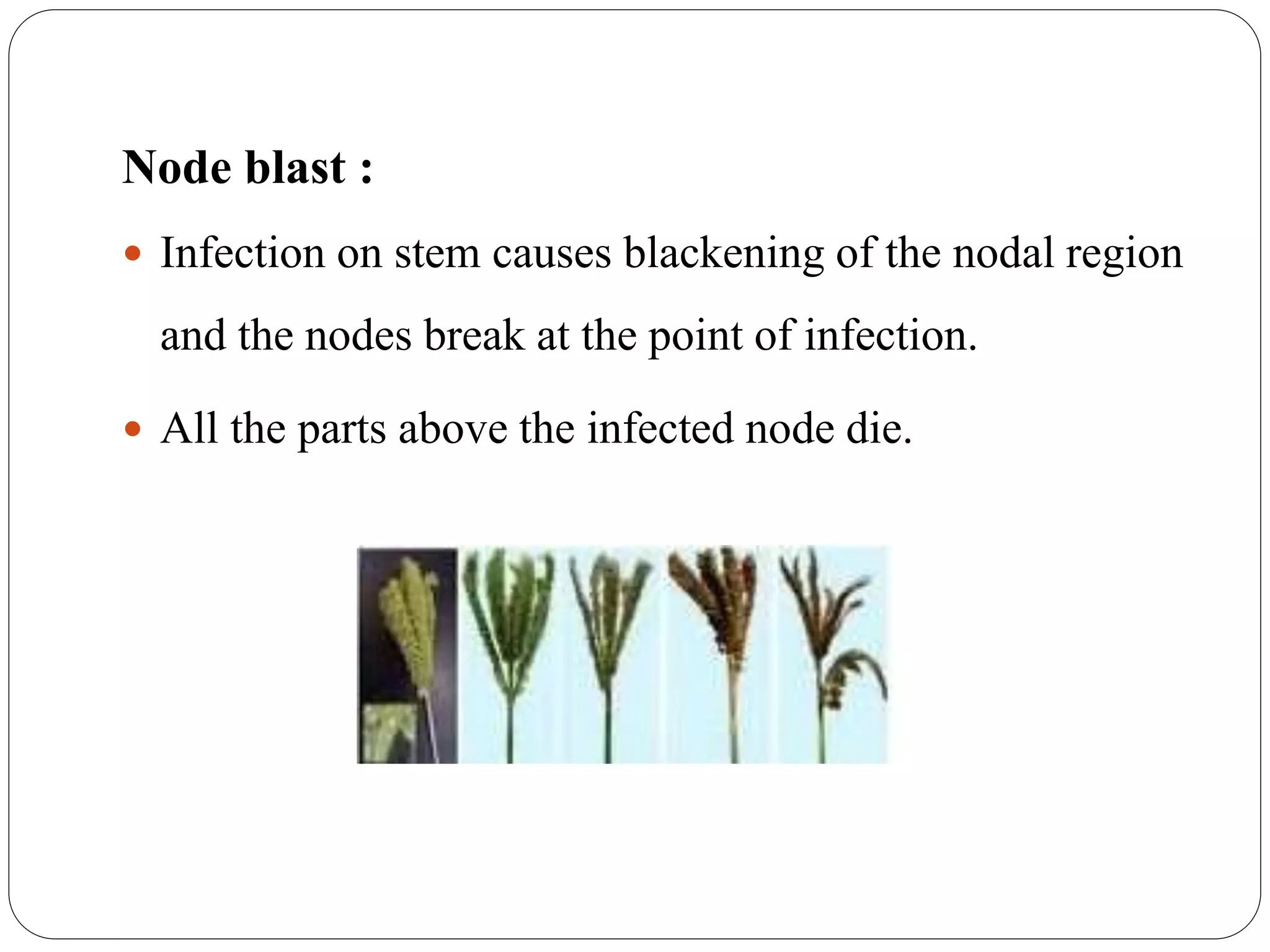 BLAST OF FINGER MILLET | PPTX