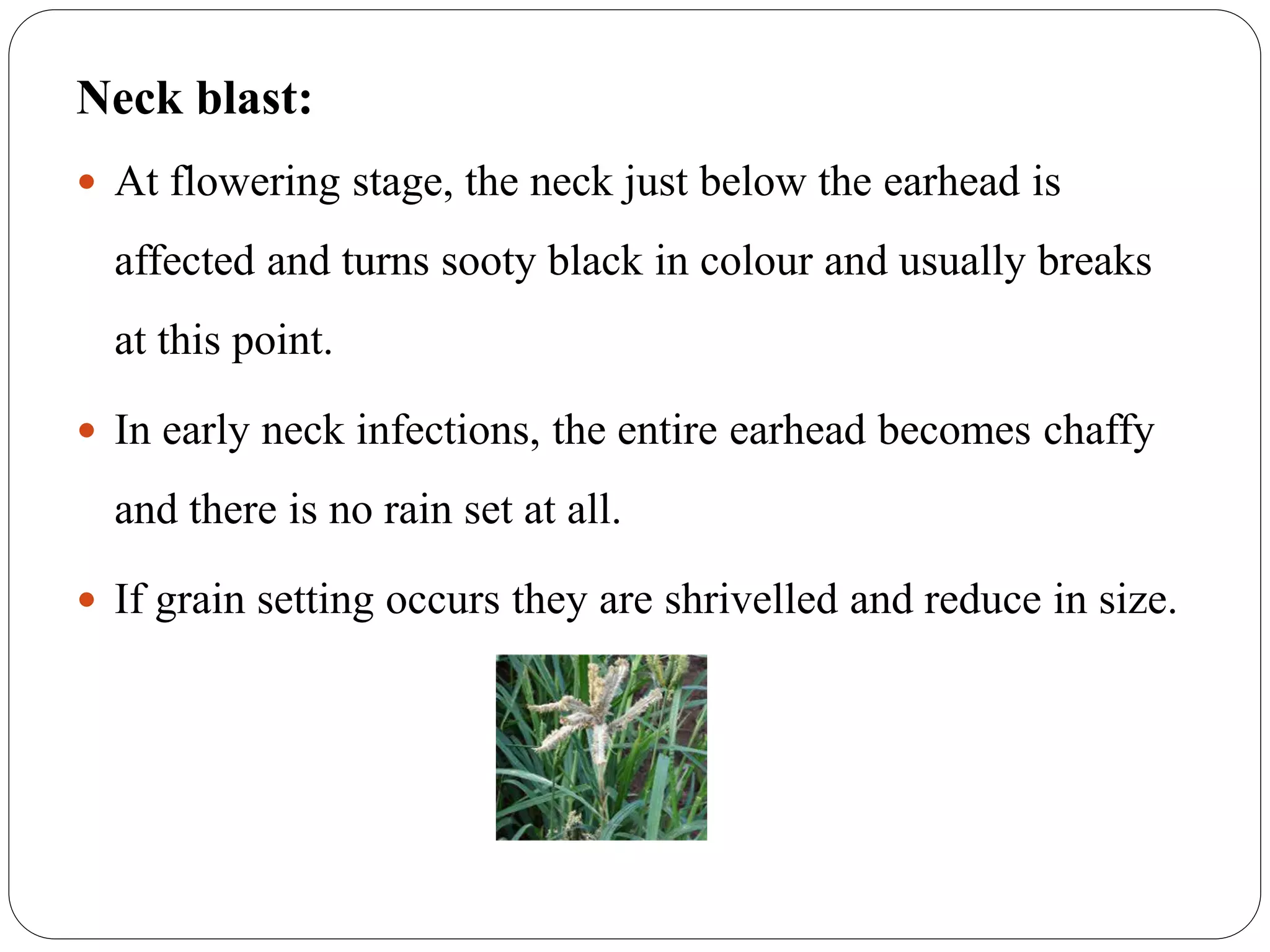 BLAST OF FINGER MILLET | PPTX