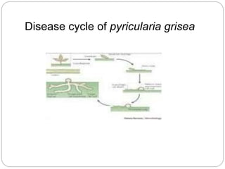 BLAST OF FINGER MILLET | PPTX
