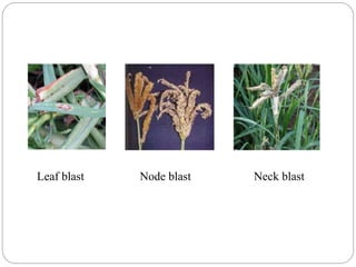 BLAST OF FINGER MILLET | PPT