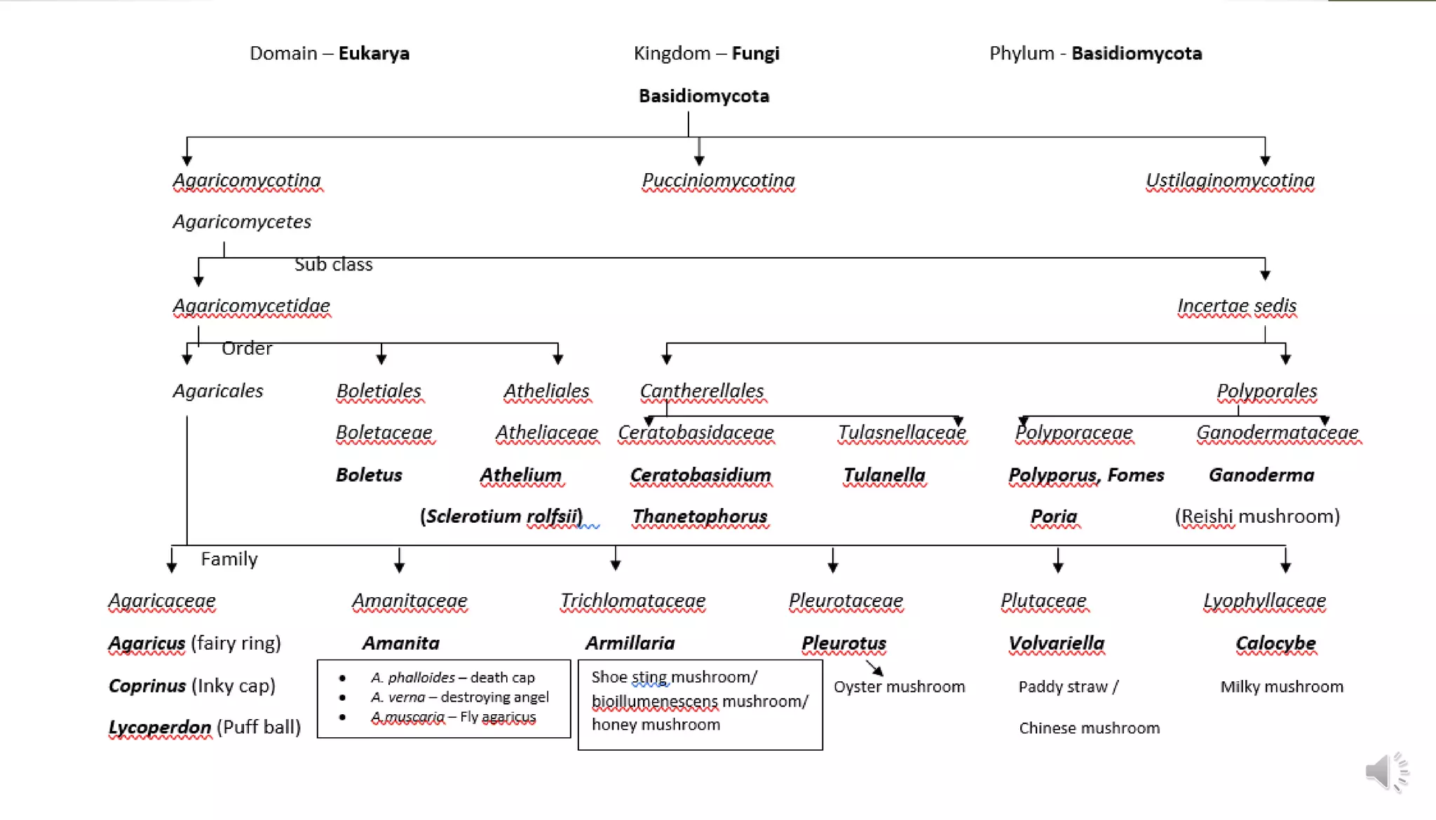 Basidiomycota | PDF