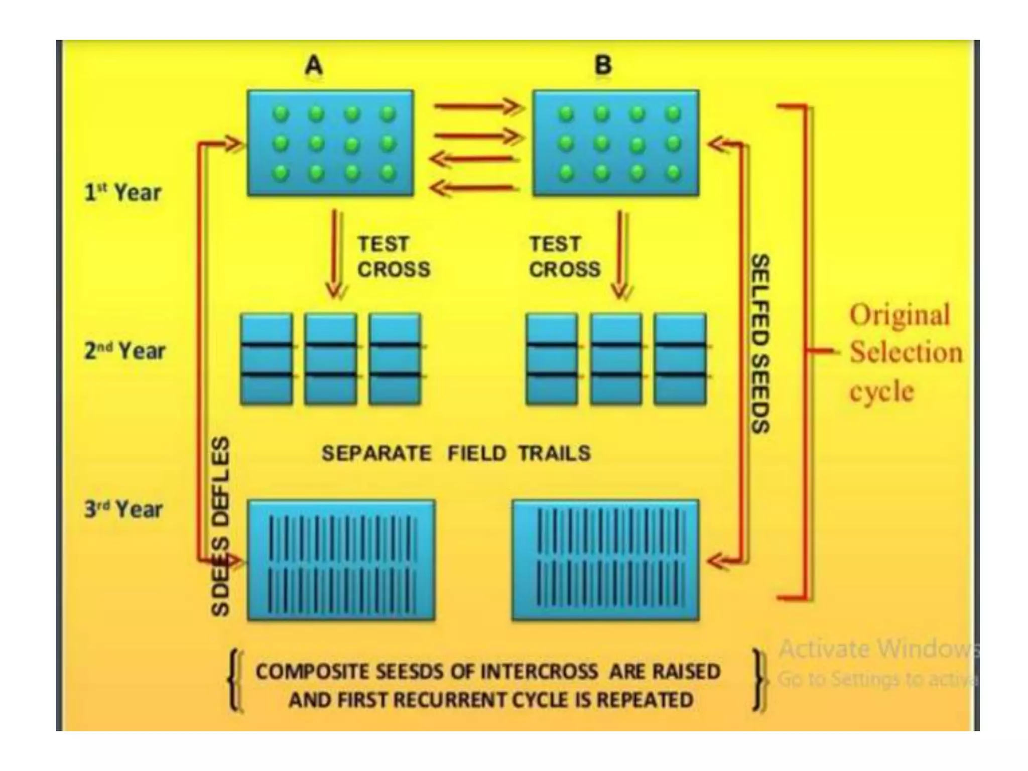 16 Recurrent Selection Pptx Genetics Science