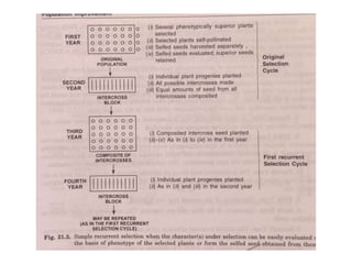 16.Recurrent selection | PPTX