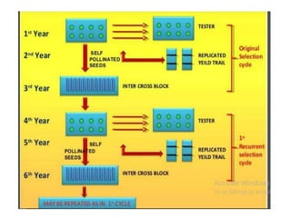 16.Recurrent selection | PPTX