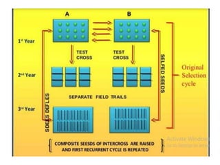 16.Recurrent selection | PPTX
