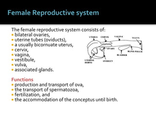 16. Female Reproductive System.pdf