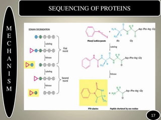 16. Protein sequencing (Biochemistry) | PPTX