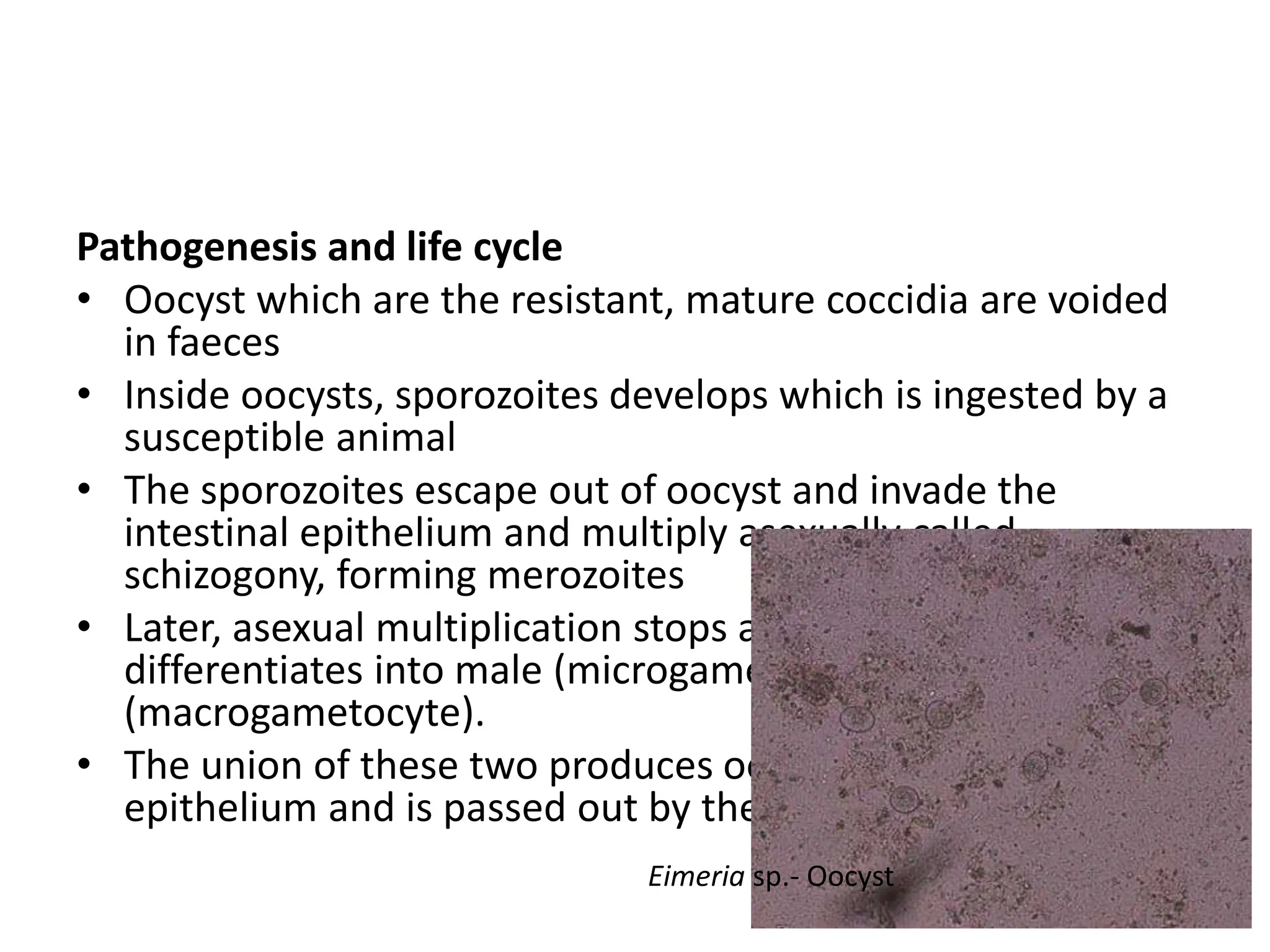 16. Gen Path of Helminthic and Protozoal Infections -II .pptx