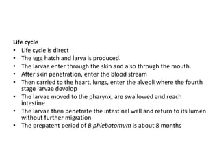 16. Gen Path of Helminthic and Protozoal Infections -II .pptx