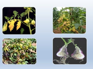 16.fusarium wilt of cotton lantril det.pdf