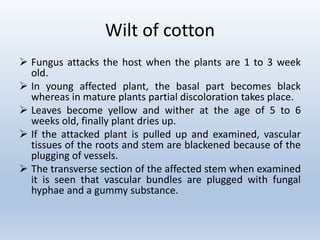 16.fusarium wilt of cotton lantril det.pdf