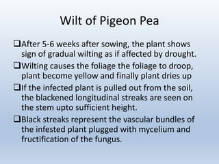 16.fusarium wilt of cotton lantril det.pdf