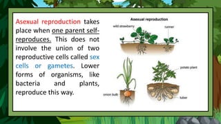 Grade 7- Science Subject (Asexual and sexual reproduction) | PPTX