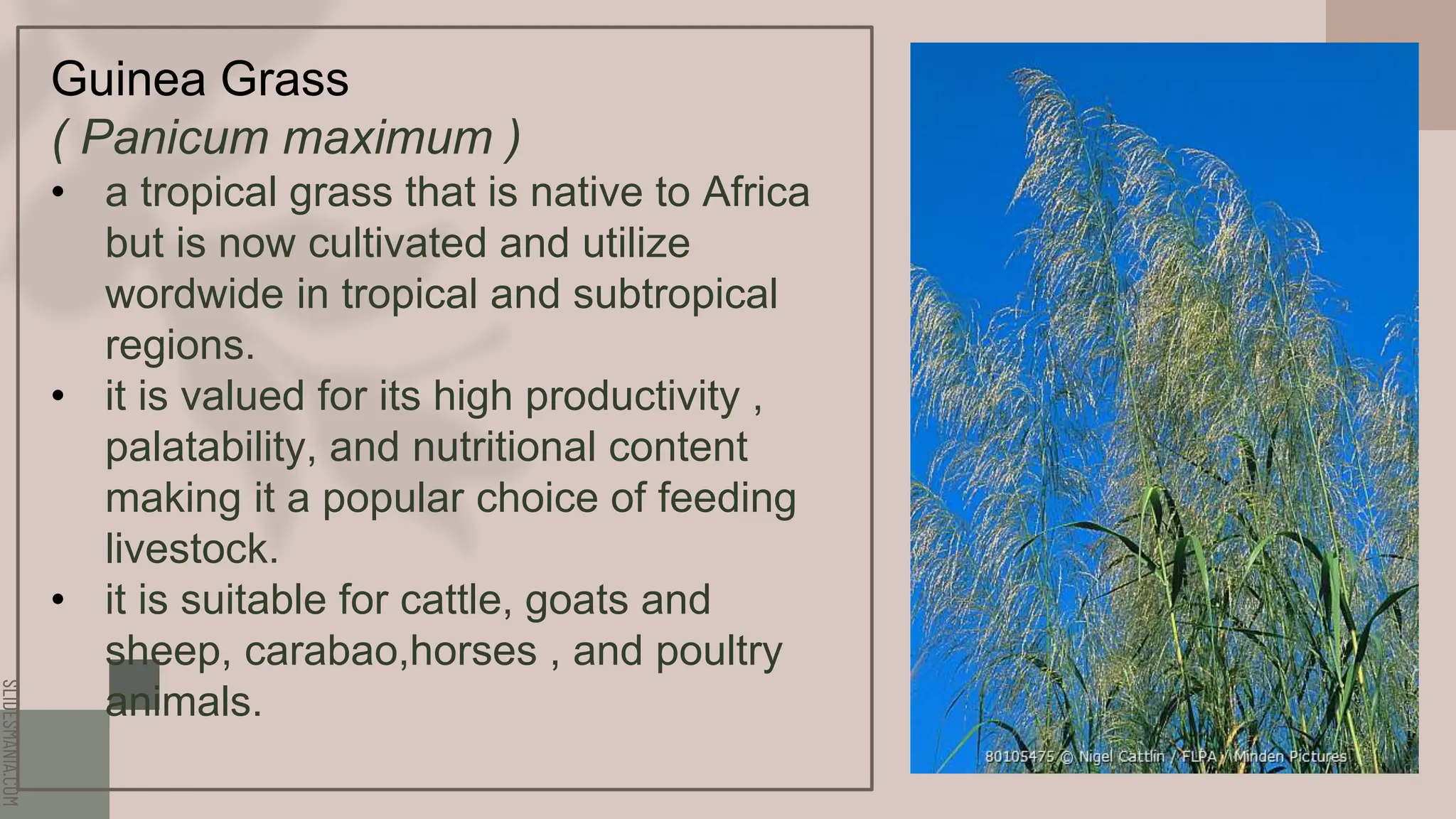 16. forage-crop-original-1.pptx......... | PPTX