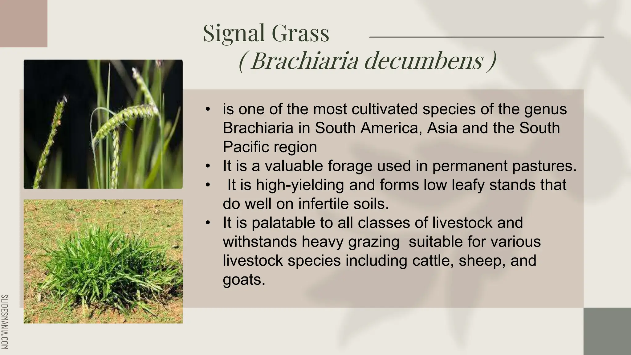 16. forage-crop-original-1.pptx......... | PPTX