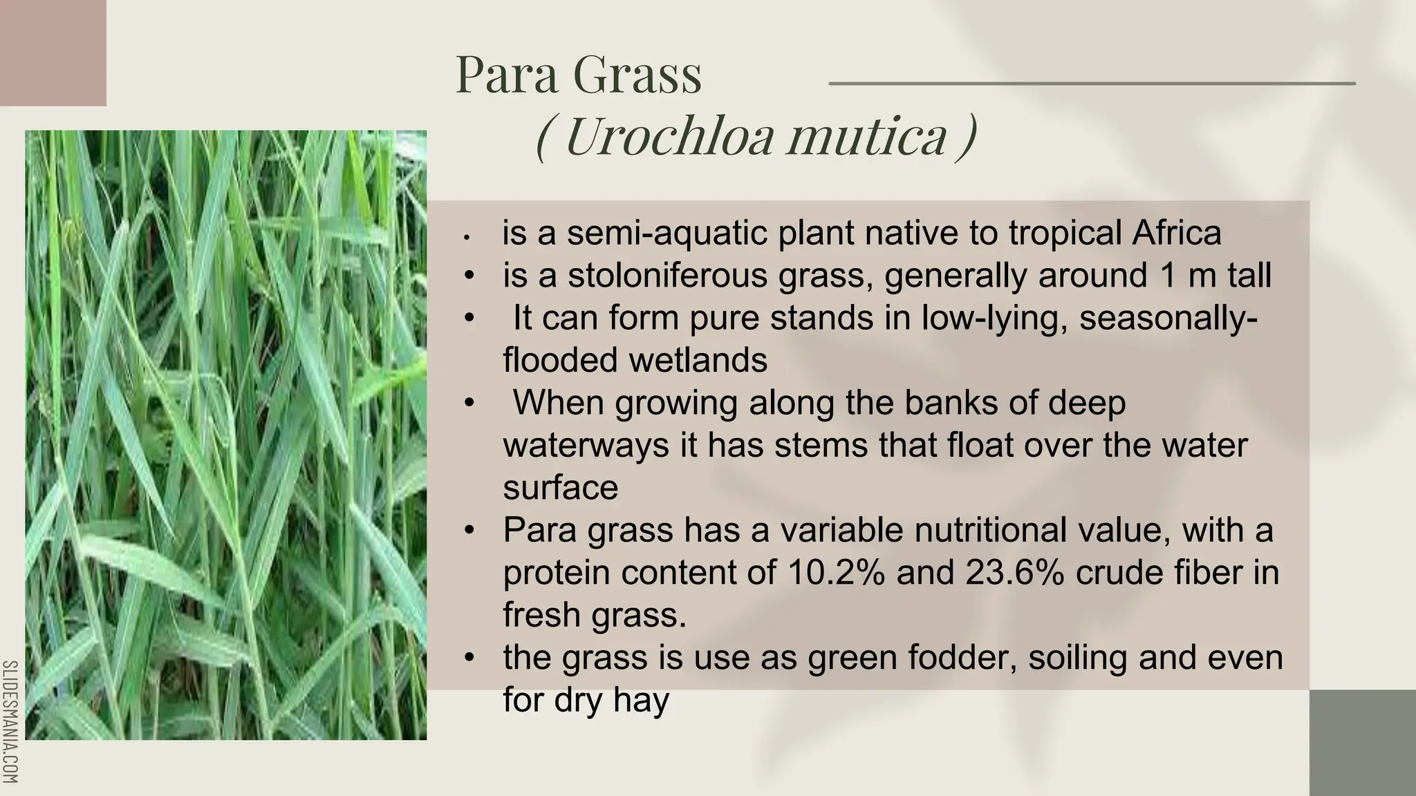 16. forage-crop-original-1.pptx......... | PPTX