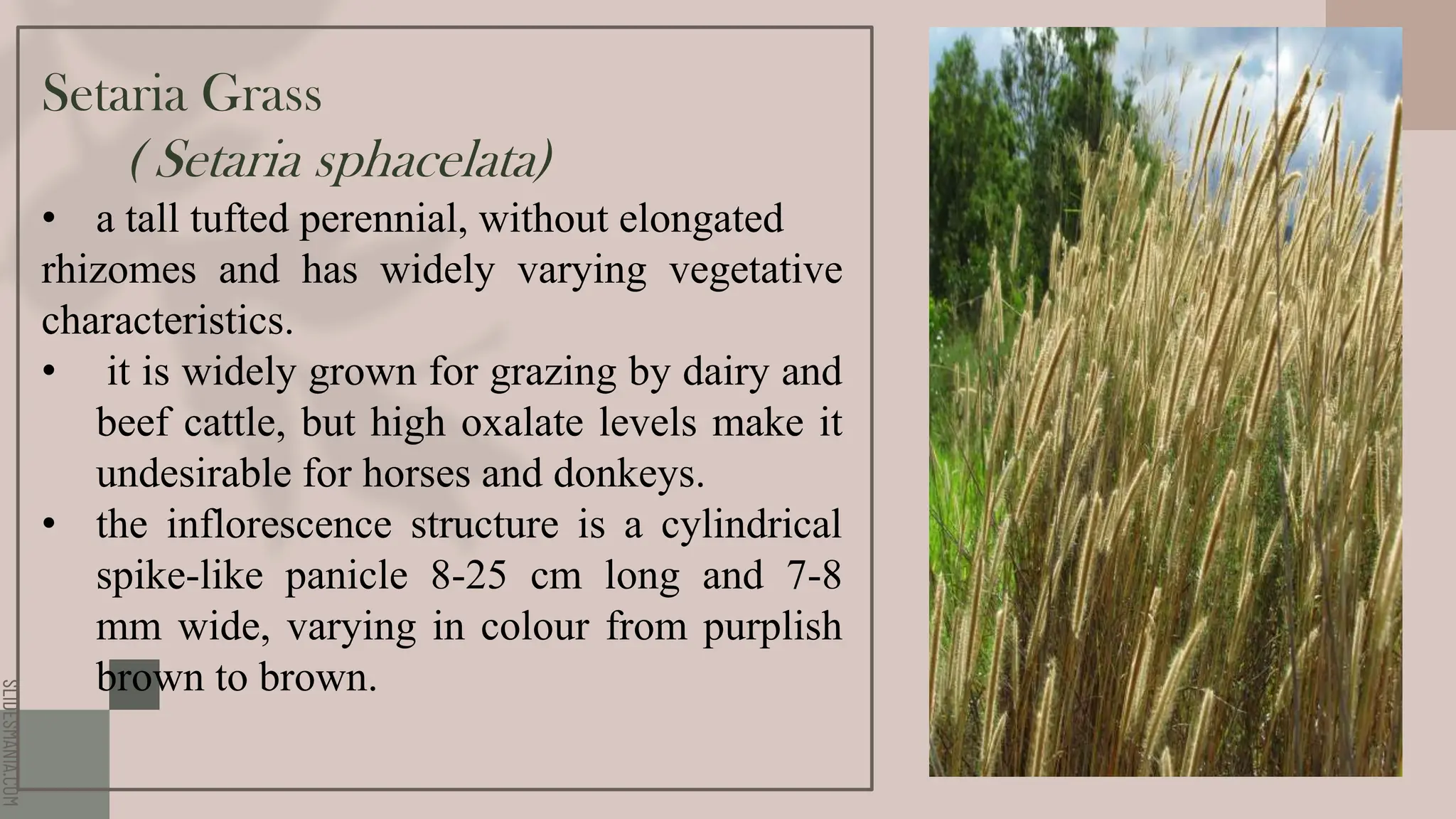 16. forage-crop-original-1.pptx......... | PPTX